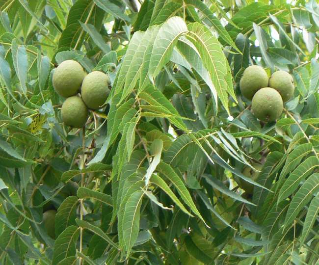 कश्मीरी अखरोट से किसानों की आमदनी सुधरने की आशा - Kashmiri walnuts hope ...