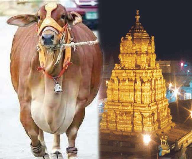 तिरुपति बालाजी मंदिर में इस गाय के दूध से बने लड्डू का चढ़ता है भोग