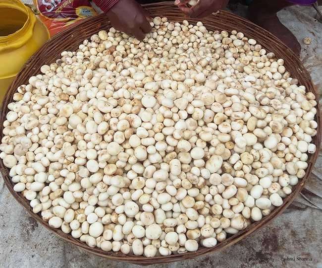 Rugda a rare mushroom from Jharkhand