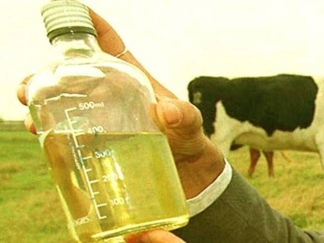 अब गोमूत्र से बने फिनाइल से चकाचक होंगे सरकारी संस्थान, बनाने वाली ...