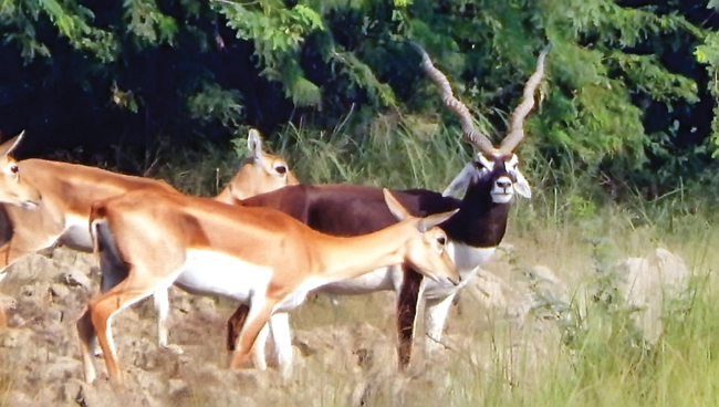 ब्रज को लुभातीं 'कृष्ण मृग' की कुलांचें, हाथरस व अलीगढ़ में बढ़ रहा है ...