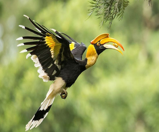 अरुणाचल रैली में पीएम ने पहनी आदिवासियों की पारंपरिक टोपी, जानें- क्या ...