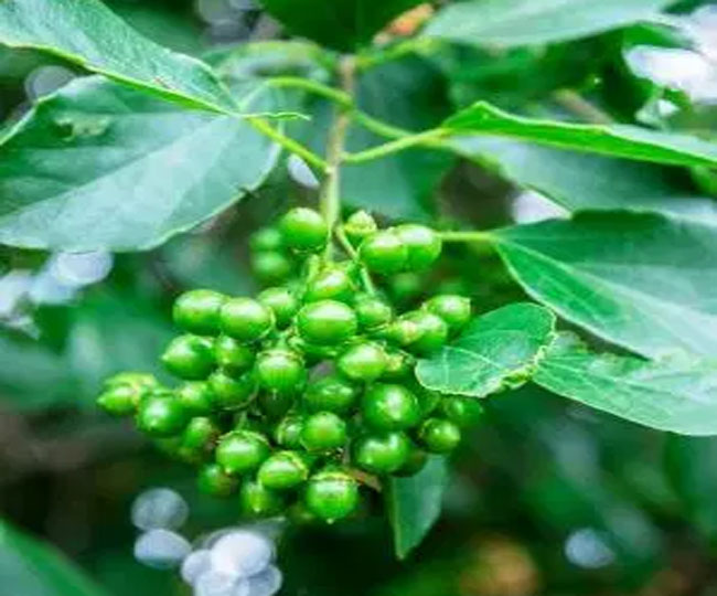 गुणों की खान है लसोड़ा, फायदे जानकर चौंक जाएंगे आप - Lasoda is rich in ...