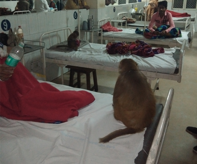 कुत्ते और बंदरों से खुद करें दो-दो हाथ, नगर निगम तो हाथ बांधे बैठा है ...