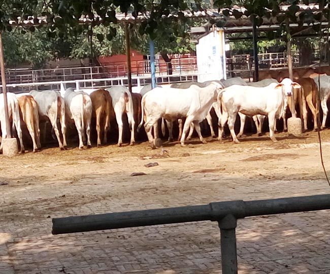 रहस्यमयी बीमारी से दांव पर लगी NDRI Karnal की साख, 43 पशुओं की मौत, कई ...