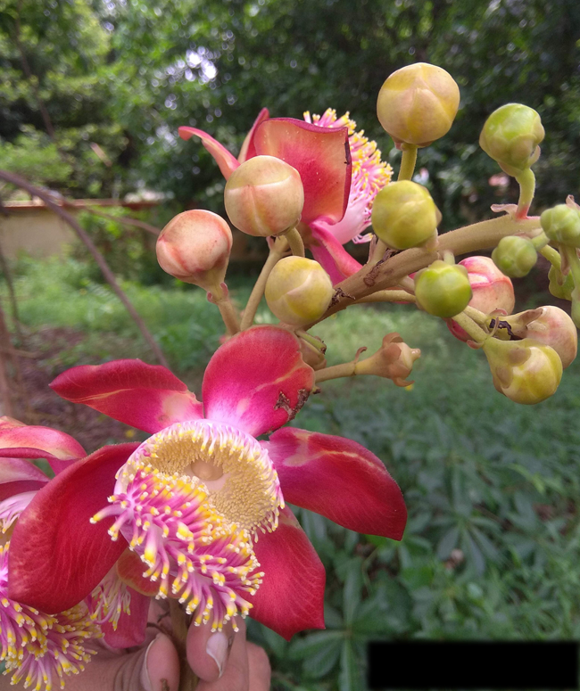 सावन में 'नागफनी' फूल से शिव की पूजा का विशेष महत्व, औषधीय गुणों का है ...