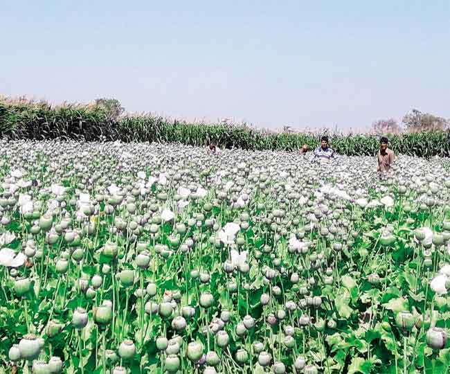 अब पंजाब की राजनीति में 'छाया' अफीम का नशा, मंत्री हुए आमने-सामने - Now ...