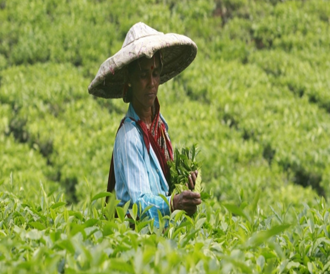 5000 साल से इस स्वाद का दीवाना है संसार, चीन के इस सीक्रेट को भारत ने ...