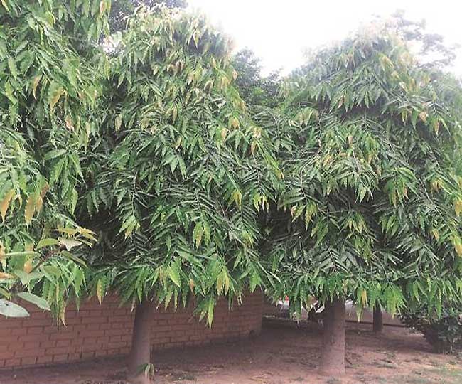 ‘आओ रोपें अच्छे पौधे’, बड़े काम के हैं पेड़-पौधे - Ability to improve ...