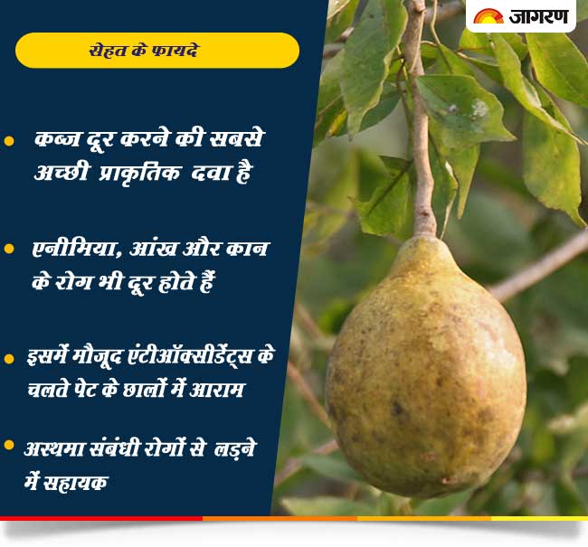 जानिए, माता पार्वती और बेल के पेड़ की उत्पत्ति के बीच क्‍या है संबंध ...