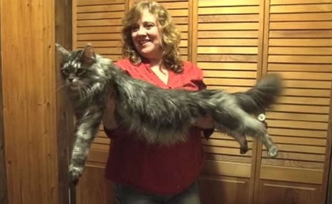 मिलिए इन खूबसूरत बिल्‍लियों से जो अपने विशाल आकार के चलते हैं खास ...