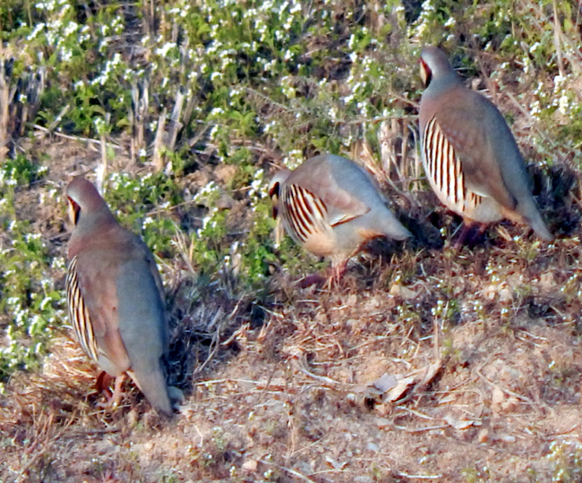 पक्षी प्रेमियों के लिए खुशखबरी, रानीखेत में बढ़ा चकोर पक्षी का कुनबा ...