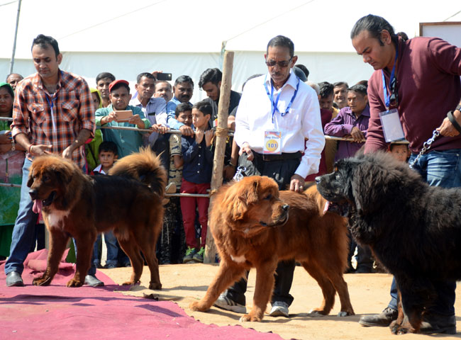 डॉग शो में इस तरह होती है कुत्तों की पहचान, जानिए - Dogs identify by ...
