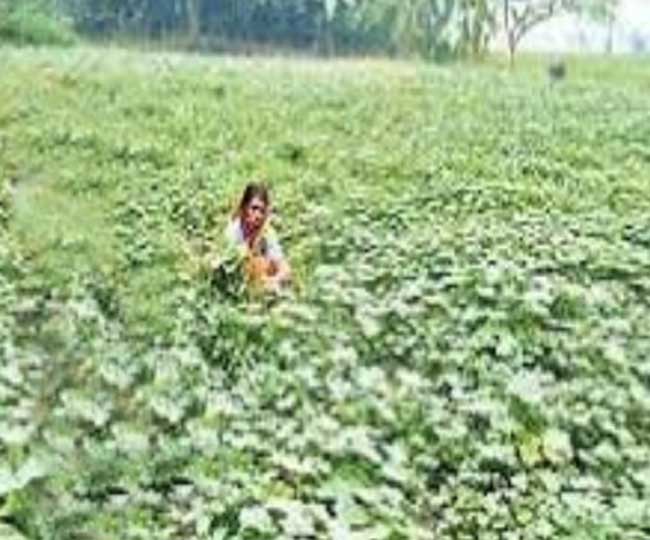 सेहत के लिए रामबाण है लाफा साग, हृदय रोग, एनीमिया व गर्भवती महिलाओं को ...