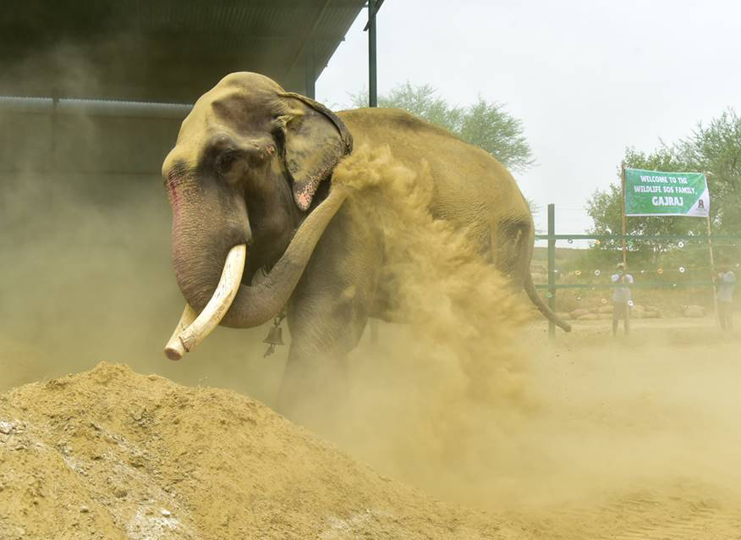 मौत को मात दे उठ खड़ा हुआ गजराज, जानिये मौत के मुहाने से जिंदगी तक का ...
