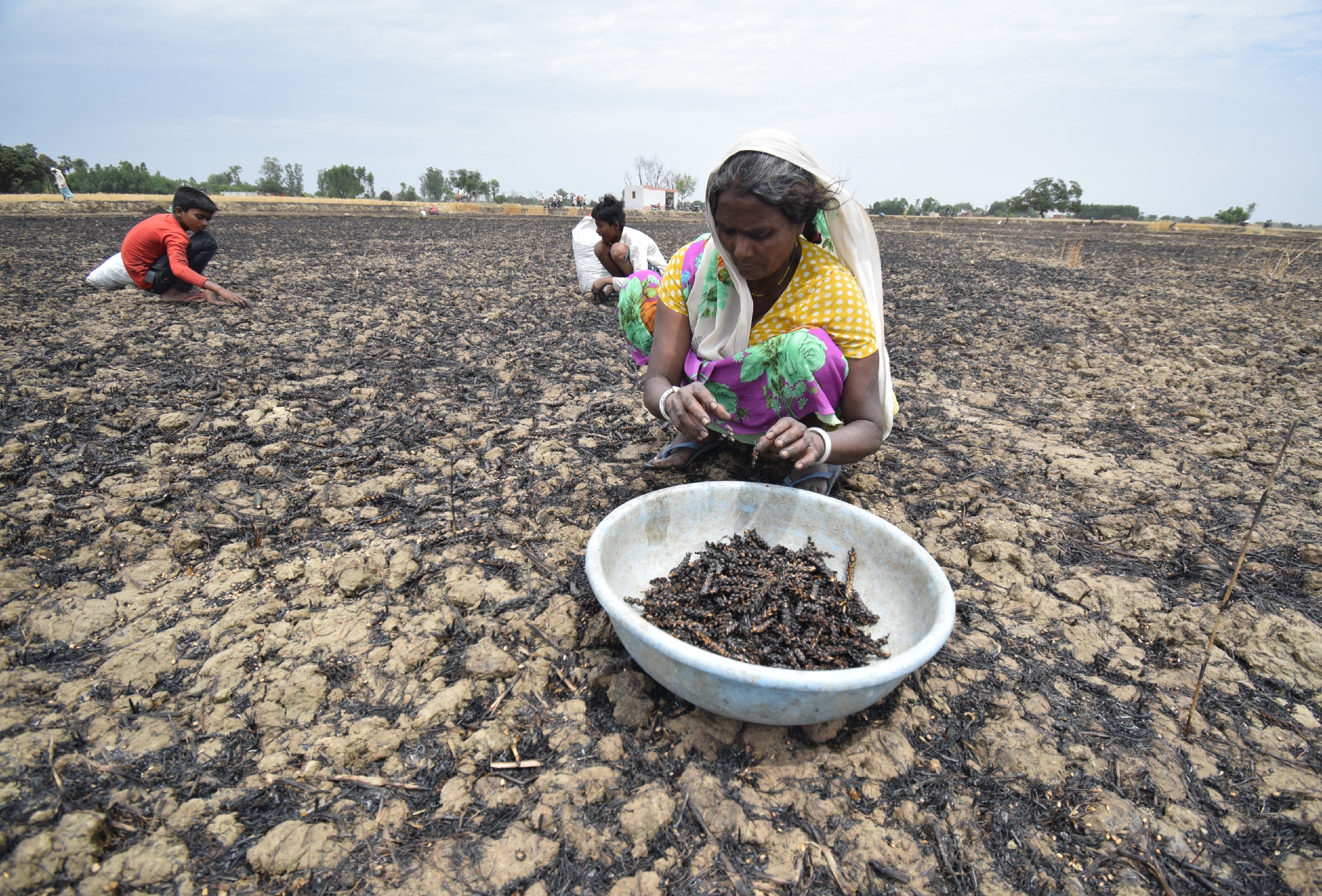 खाक हुए अरमान : गेहूं की जली बाली में 'जिंदगी' की तलाश - Looking for ...