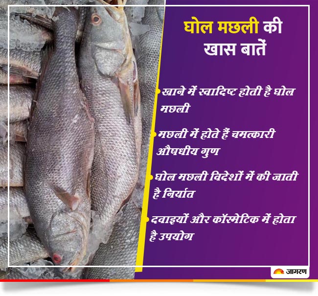 जाल में फंसी 30 किलो की 'घोल'.. यूं चमकी दो भाइयों की किस्मत ...