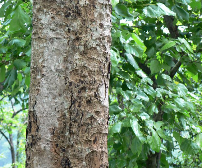 एक पेड़ के नाम से जाना जाता है पहाड़ों पर बसा ये खूबसूरत शहर, जानें ...