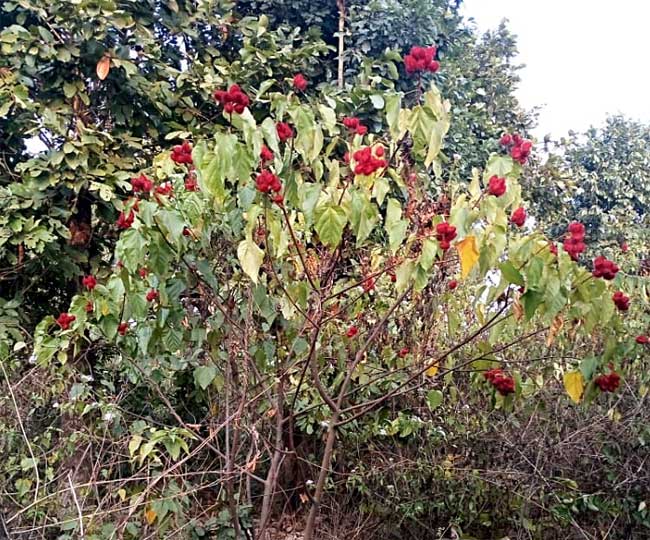 बस्तर के जंगलों से विलुप्त हो रहा जलेबी को रंग देने वाला यह पौधा