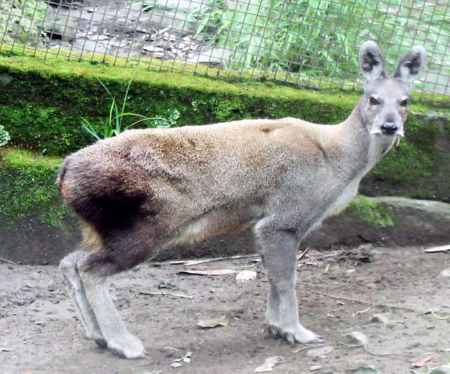 एक बार फिर जीवन की बाजी दांव पर लगााएंगे दुलर्भ वन्य जीव, जानिए कैसे ...