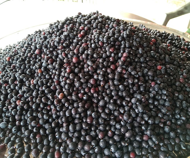 कांटेदार किलमोड़ा का जूस बना रोजगार का जरिया, देश-विदेश से आ रही मांग ...