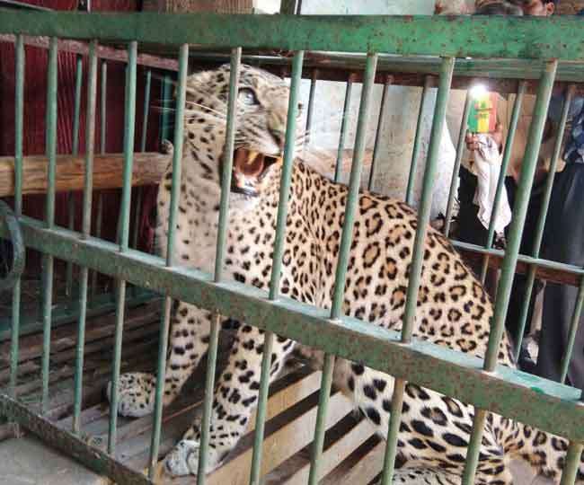 मध्य प्रदेश में बाघों के साथ बढ़ रहे हैं तेंदुए भी,1900 के पार पहुंची ...