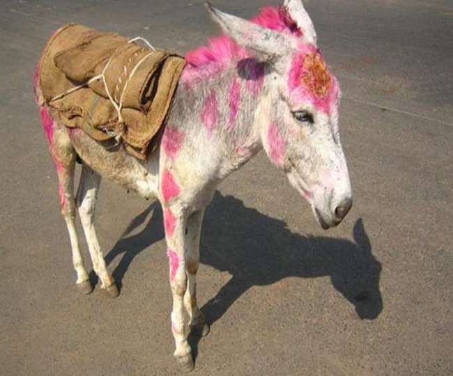 गधों से नहीं वास्‍ता, फिर भी आगरा में बन गया 'गधा पाड़ा', मुगलाेें ने ...