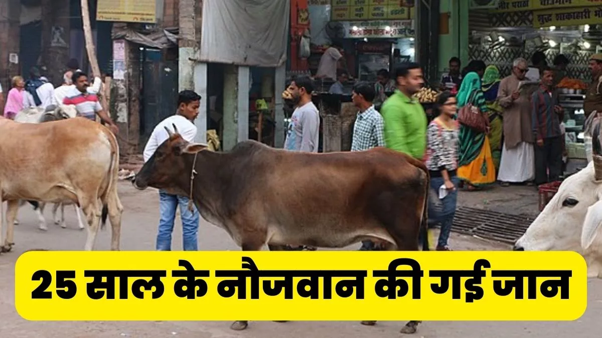OX Attack : बैंककर्मी के पेट में सांड ने सींग घुसेड़कर मार डाला, रातभर ...