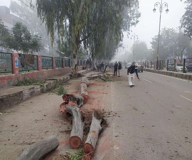 हिसार में सरंक्षण नहीं कर सके तो बड़े स्तर पर पेड़ों की कटाई शुरू की ...