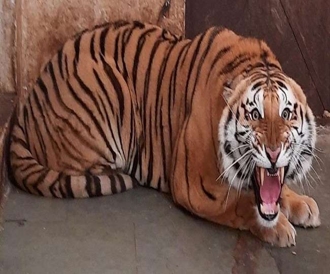 उत्तराखंड में महिला को आधा किमी तक घसीट ले गया बाघ, खून व टूटी चूड़ियों ...