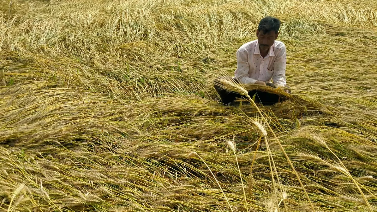 Crops Destroyed In UP: यूपी में मौसम ने फिर ली करवट, गेहूं व आम की फसल ...