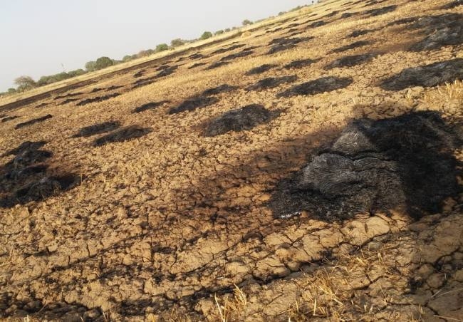 आग : हाईटेंशन लाइन की चिगारी से राख हुई 30 बीघा गेहूं की फसल