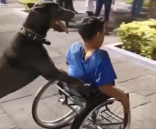 डॉगी ने अपने दिव्यांग मालिक को कराई सैर, वीडियो देख आंखें छलक उठेंगी ...