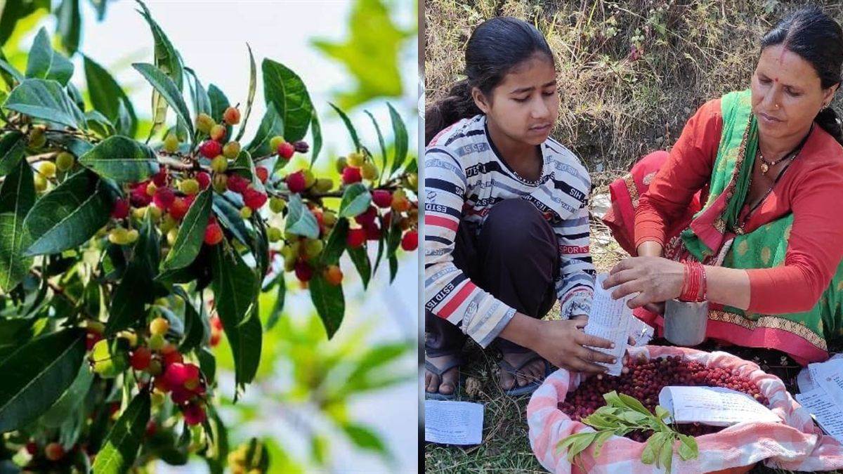 Kafal Fruit: स्वाद के साथ-साथ सेहत के लिए भी फायदेमंद है ये पहाड़ी फल ...