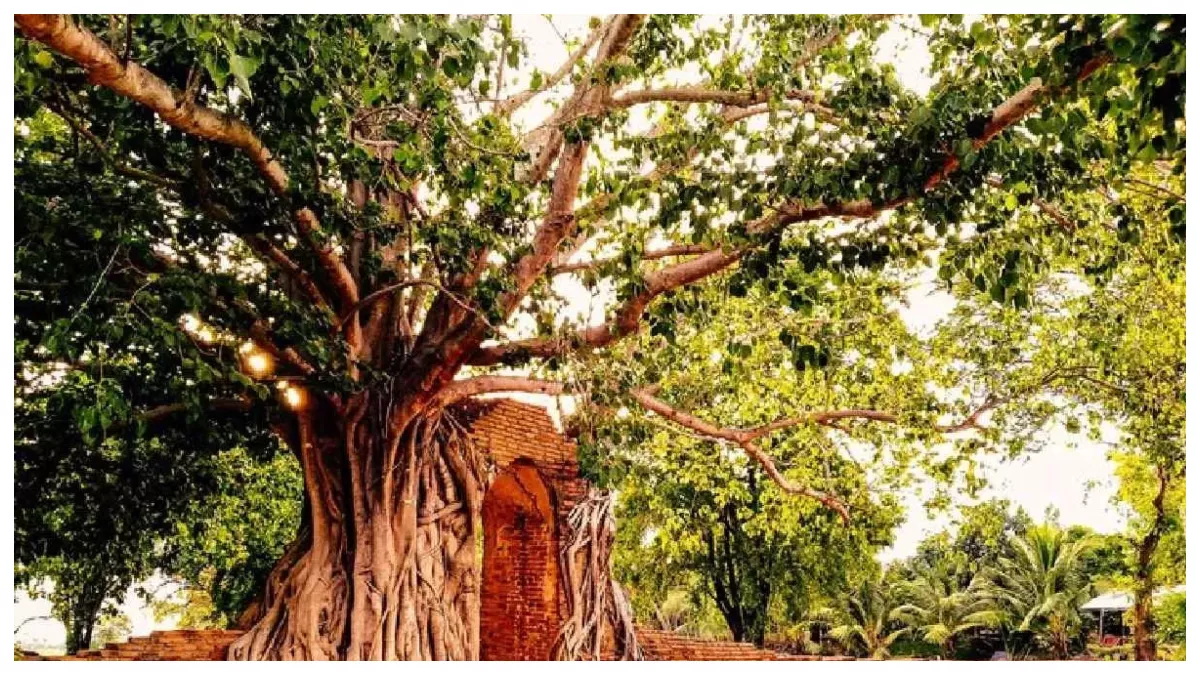 व्रत और त्योहारों पर की जाती है इन 5 पेड़ो की पूजा, जानिए इसका महत्व ...