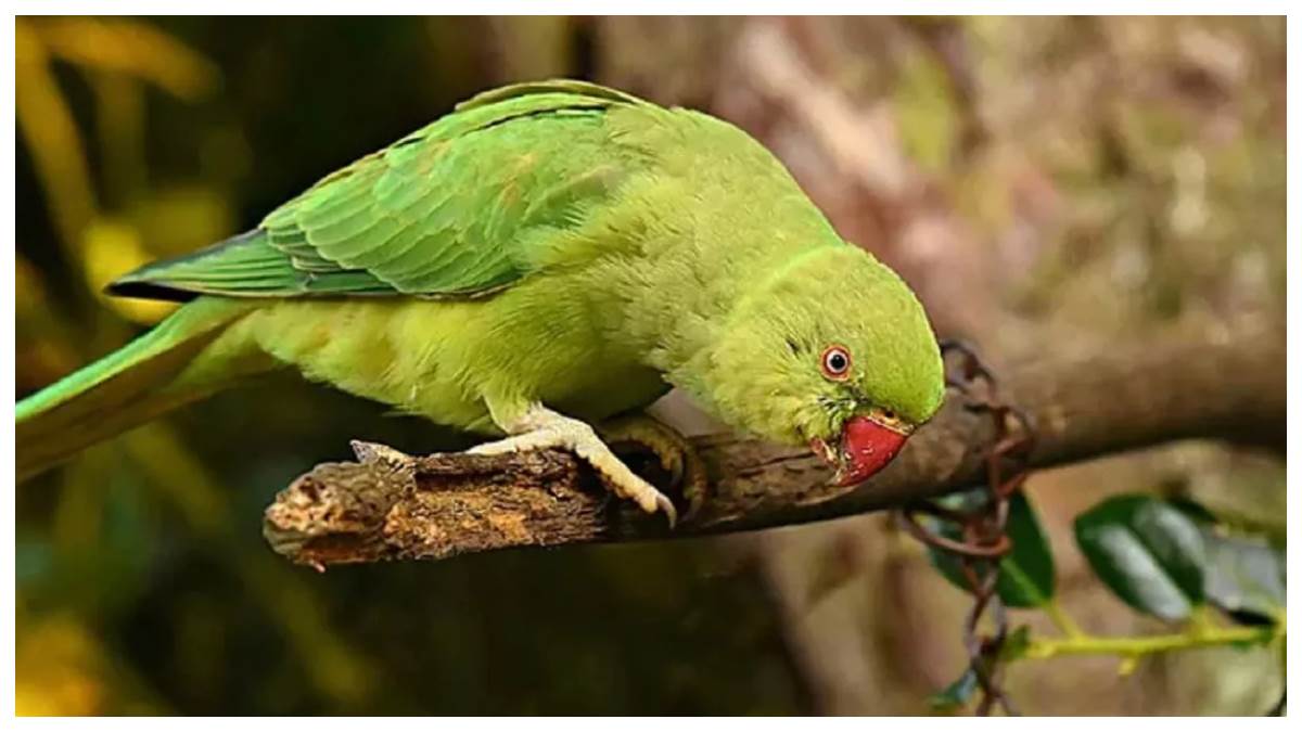 Vastu Tips for Parrot: घर में तोता पालने से आता है सौभाग्य, नाराज होने ...