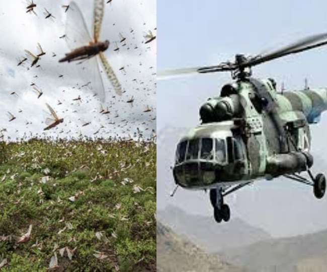 Locusts Attack: वायु सेना ने एमआइ-17 हेलीकॉप्टरों के लिए टिड्डी ...