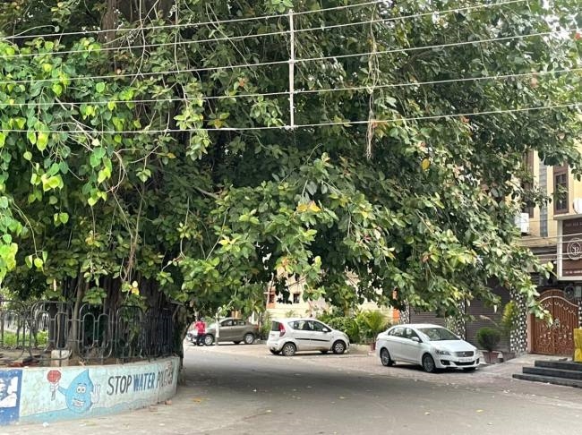 22 साल पहले कटने से बचा था शहीदी चौक में फैला हुआ बोहड़ का पेड़ - 22 ...