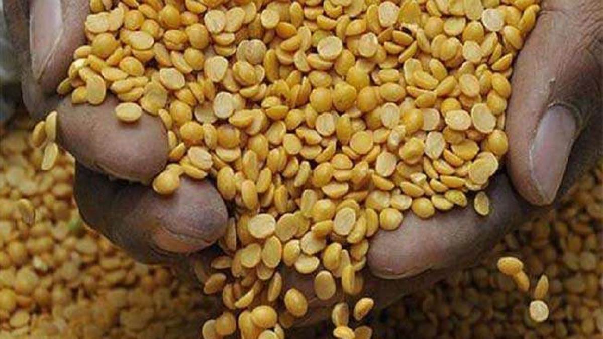 Arhar Cultivation: पूसा अरहर-16 बारिश में भी देगी कई गुना ज्यादा ...