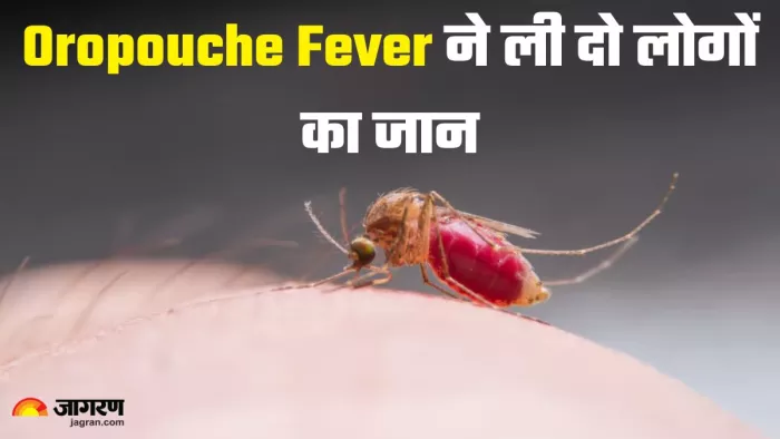 मच्छर-मक्खी के काटने से होता है Oropouche fever, जो बना ब्राजील में दो ...