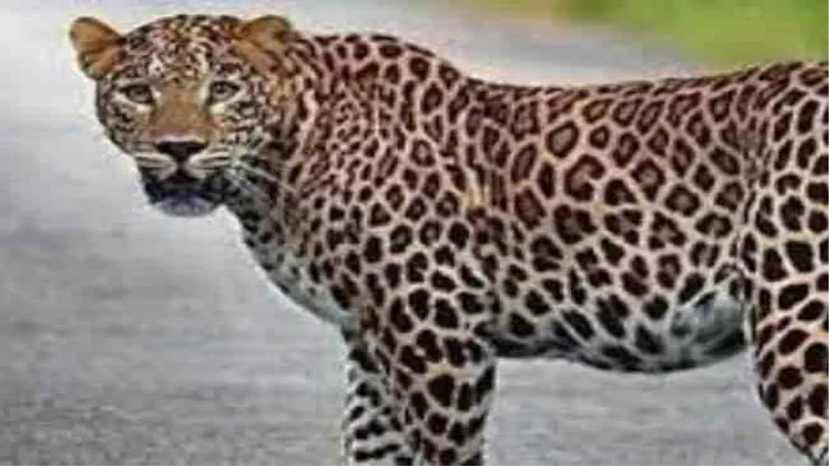 Guldar Terror: घर के वफादार ने निभाया राखी का फर्ज, बच्ची की जान बचाने ...