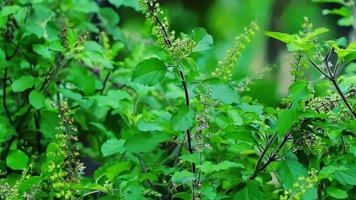 Tulsi Leaves For Hair: तुलसी के पत्तों का बालों पर इस तरह करें इस्तेमाल ...