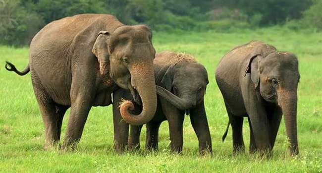 जानिए ! आइवीआरआइ क्यों करवाएगा देश भर के हाथियों का ट्रंक वाश Bareilly ...