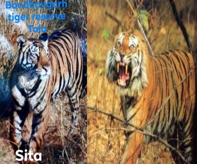 Tiger Love story: जानें क्‍या है सीता और चार्जर की अनूठी प्रेम कहानी ...