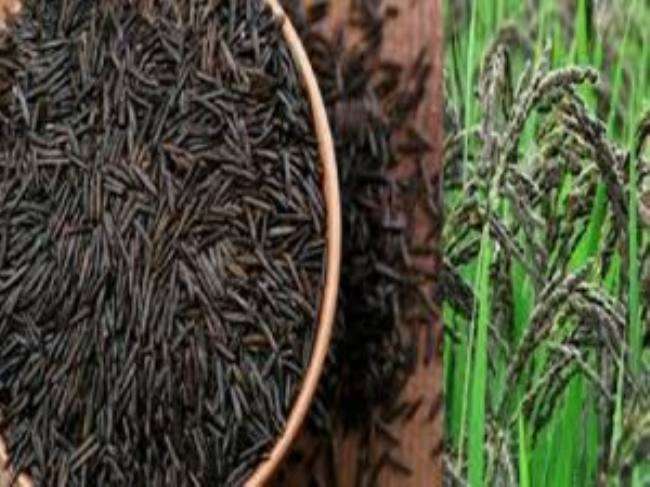 ब्लैक राइस की खेती कर नजीर बन गए युवा किसान संतोष असम और मणिपुर के ...