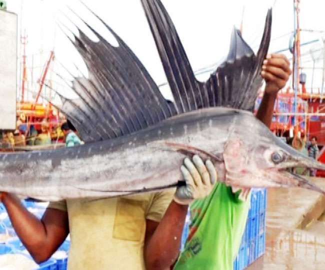 केंद्रापड़ा में मिली खास प्रजाति की मछली: कीमत जान चौंक जाएंगे आप - A ...