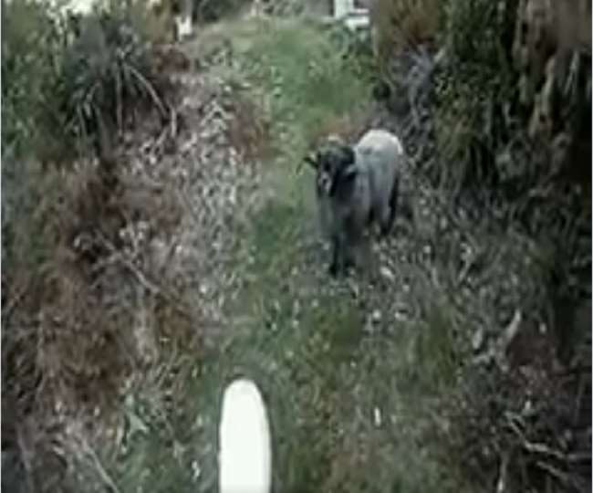 भेड़े से पंगा लेना पड़ा महंगा वीडियो देख हंसी नहीं रोक पाएंगे - Angry ...