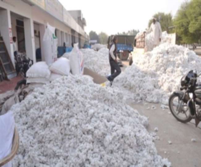 सिरसा में नरमा कपास के रेट नौ हजार रुपये पार, 9132 रुपये प्रति क्विंटल ...