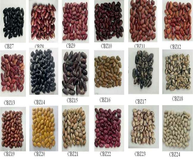 कश्मीर में कैंसर, डायबीबटीज रोधी पहाड़ी राजमा की 104 परंपरागत उन्नत ...