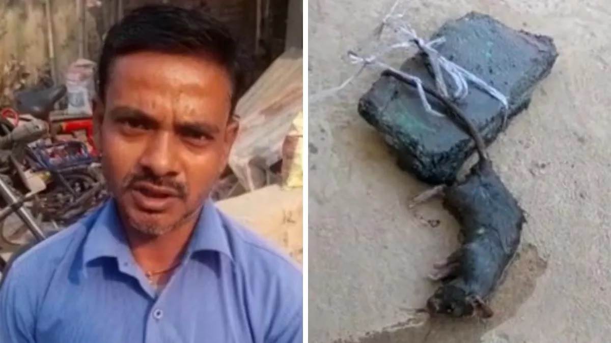 UP Rat Murder: नाले में डुबोकर मारे गए चूहे की पोस्टमार्टम रिपोर्ट ...